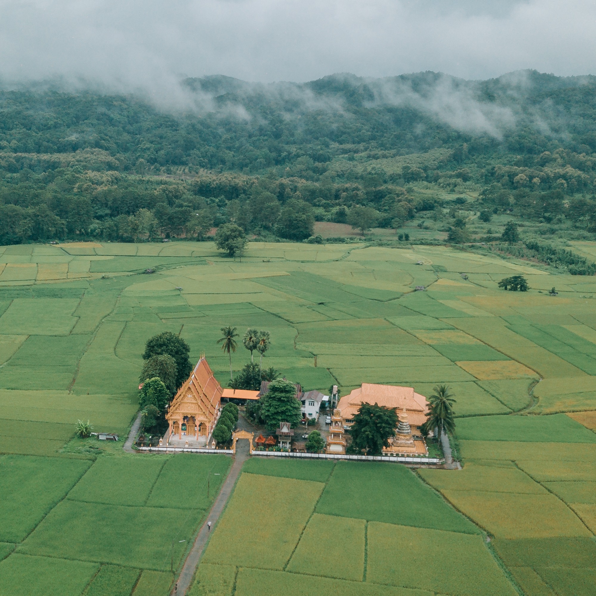 คิดถึง 'น่าน' แล้ว...อะไรจะดีไปกว่าการมาได้เห็นทุ่งนาอันสดชื่นแบบนี้ ...